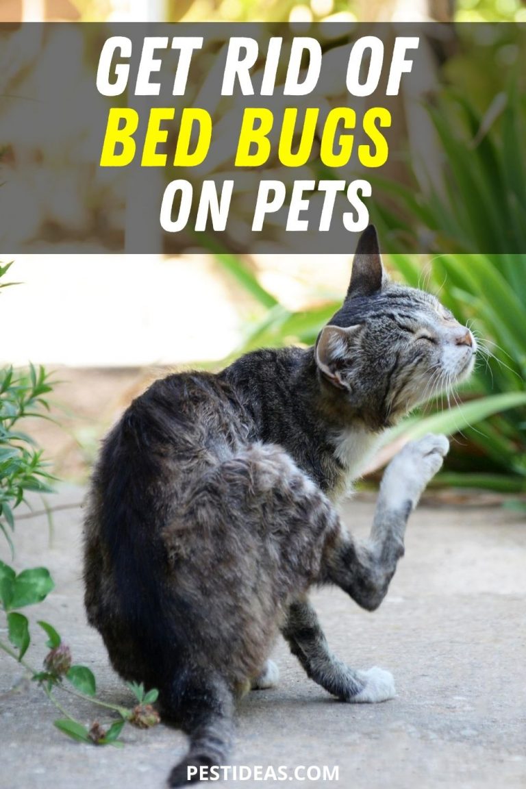 Can Pets Carry Bed Bugs How To Check Your Pet Can Pets Carry Bed Bugs How To Check Your Pet