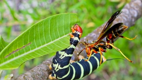 What Do Paper Wasps Eat Are They Beneficial what-do-paper-wasps-eat-are-they-beneficial