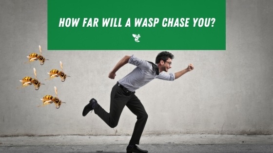 How Fast Can a Wasp Fly? Why Do Wasps Chase You? Get the Facts!