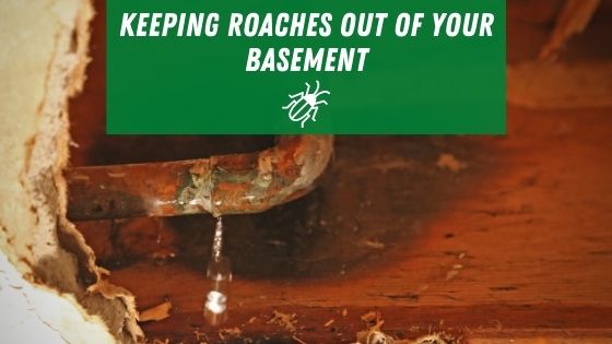 Cockroaches In Basements: How to Get Rid of Them and Keep Them Out