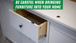 Male vs Female Bed Bugs: Reproduction and Control