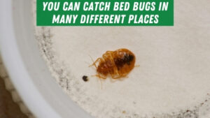 Male vs Female Bed Bugs: Reproduction and Control