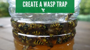 Do Wasps Kill Bees? Learn How to Keep Bees Safe