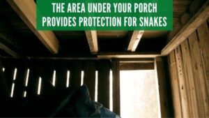 Get Rid of Snakes Under House or Porch: Keep Snakes Away for Good