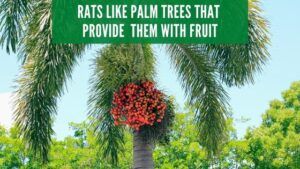 Do Rats Live in Palm Trees? What are the Signs?