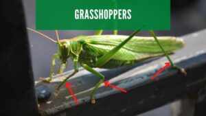 Insects With 6 Legs: Insect Types (10+) & Identification