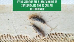 Exterminator for Silverfish: When Should You Call?